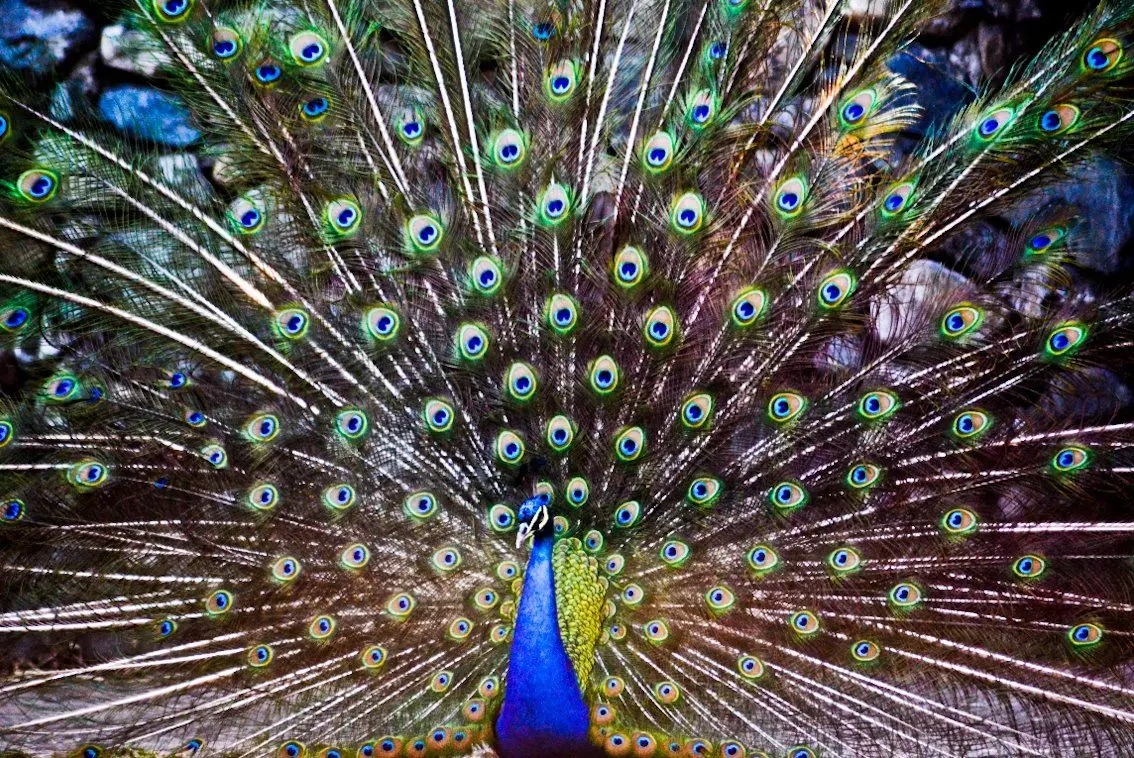 La Majestuosidad Del Guacamayo: Un Espectáculo De Alas | Loros Y Guacamayos