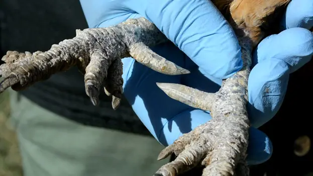 Escamas En Las Patas De Las Aves: Causas Y Tratamientos | Loros Y ...