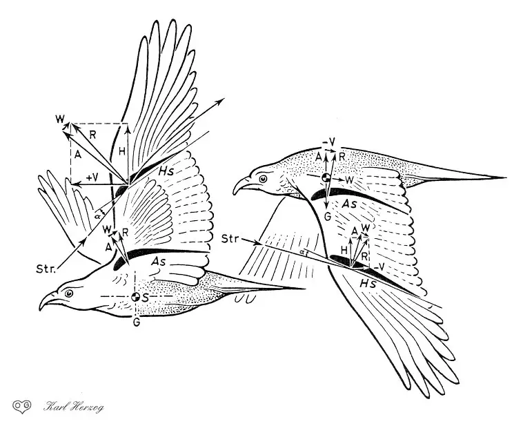 Características Del Vuelo De Un Pájaro | Loros Y Guacamayos