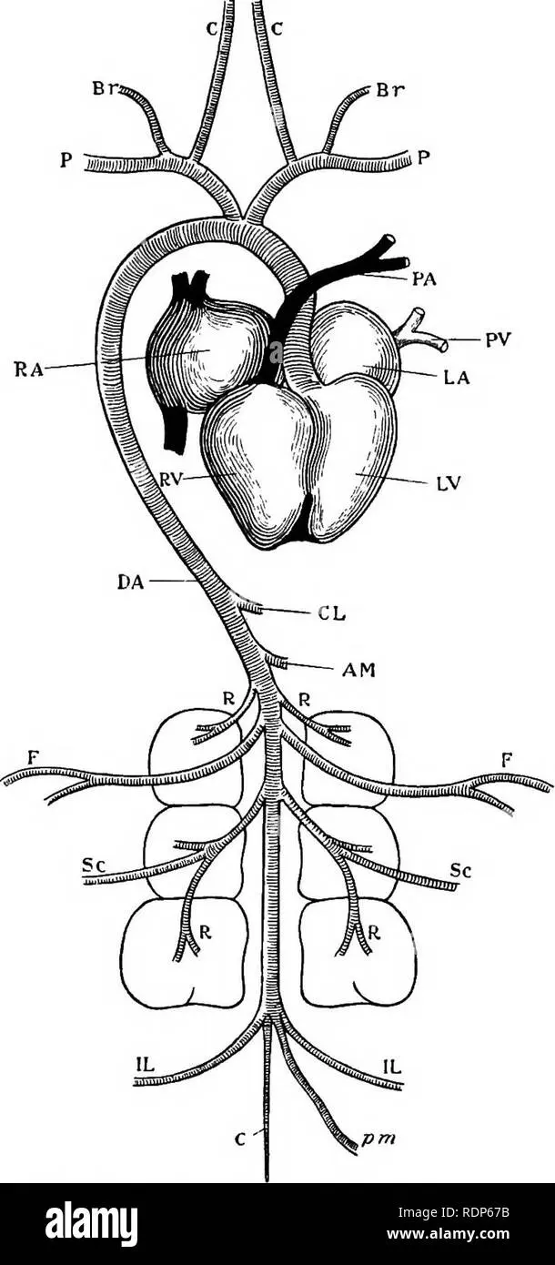 Aorta Izquierda En Aves: Características Y Funciones | Loros Y Guacamayos