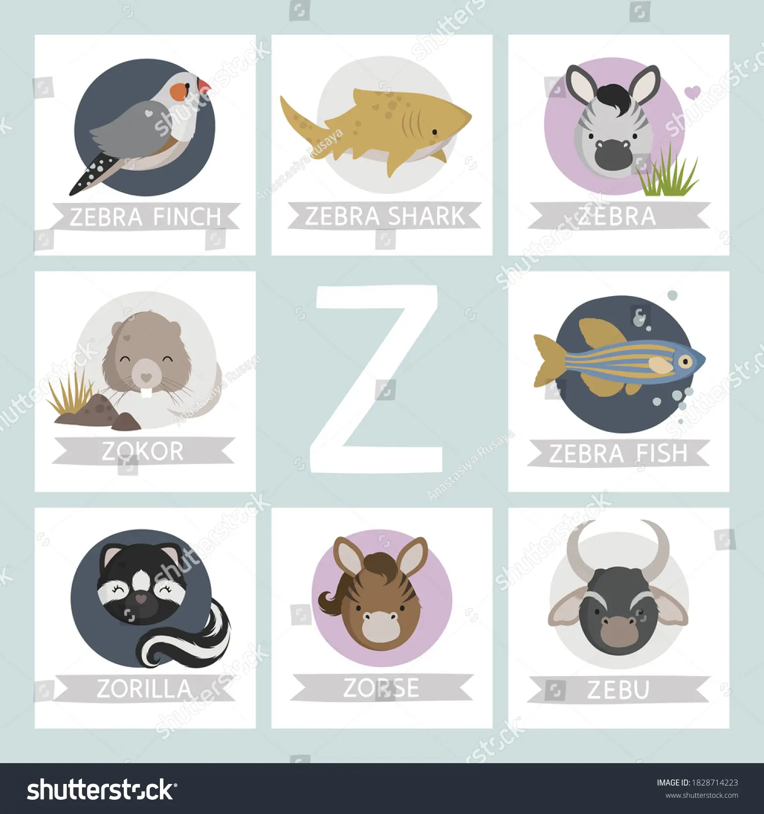 Animales Y Aves Que Empiezan Con Z | Loros Y Guacamayos