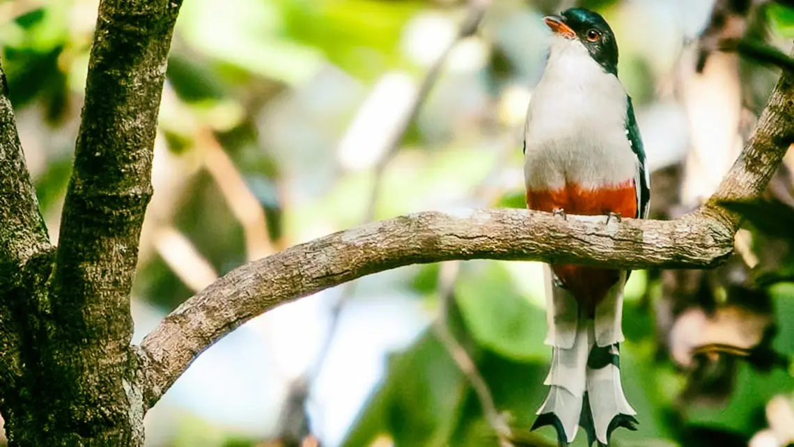 Ave Trepadora Que Vive Solitaria En Los Bosques De Cuba | Loros Y ...