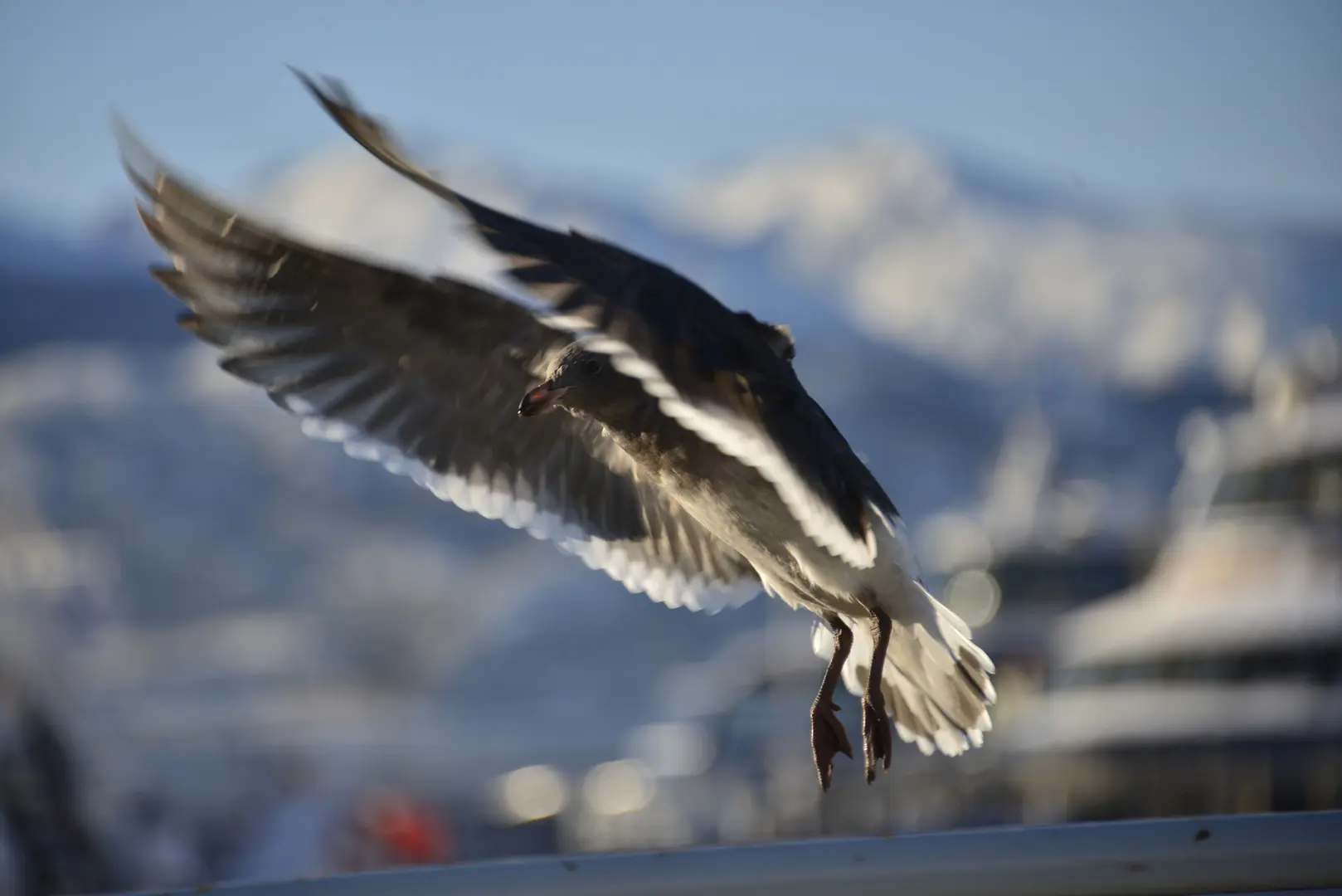Maravilloso Entorno De Aves En Vuelo Despegar | Loros Y Guacamayos