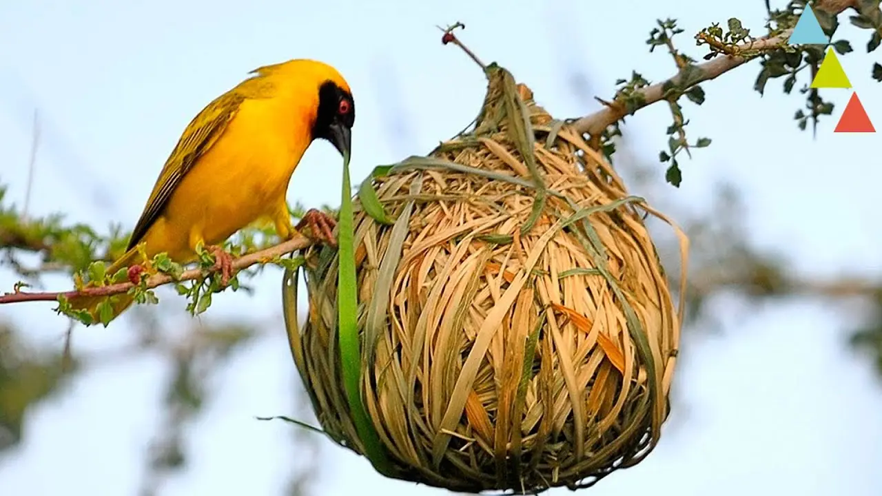 Aves Construyendo Nidos: Ingenio Y Habilidad | Loros Y Guacamayos