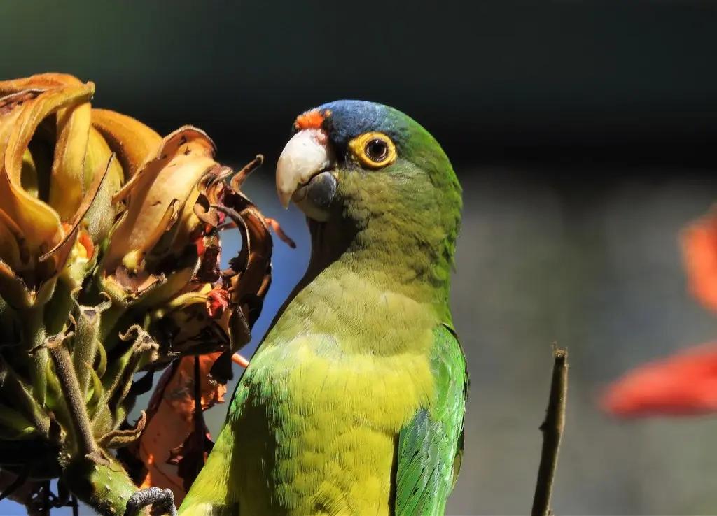 Loros Con Frente Anaranjada: Belleza Y Peculiaridades | Loros Y Guacamayos