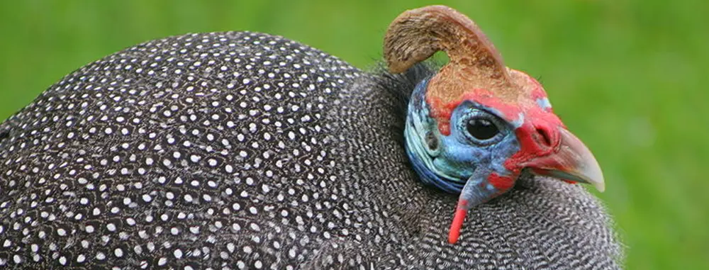 Guinea Ave Dominicana: Conoce Todo Sobre Esta Especie | Loros Y Guacamayos