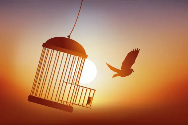 Liberación Loros Y Guacamayos: Vida En Los Bordes | Loros Y Guacamayos