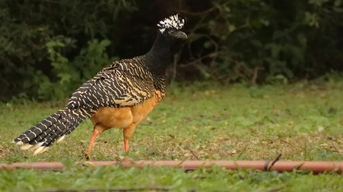 Aves Del Cachapé: Especies En Peligro De Extinción En El Chaco | Loros ...
