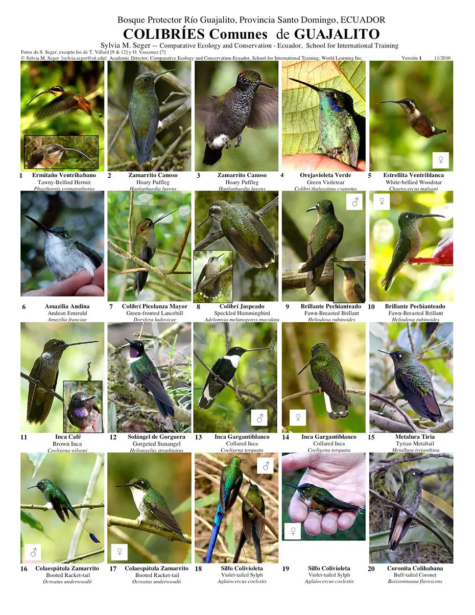 Aves De Santo Domingo: La Rica Avifauna De República Dominicana | Loros ...