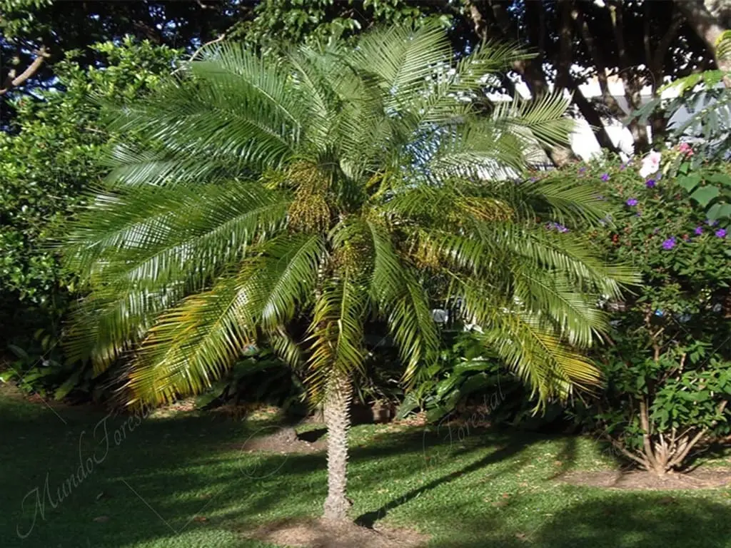 Renacimiento De La Naturaleza: Ave Fénix En Hoja De Palmeras | Loros Y ...