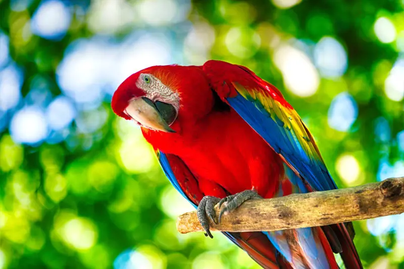 Precio De Loros En Corrientes: Tutorial Y Recomendaciones | Loros Y ...