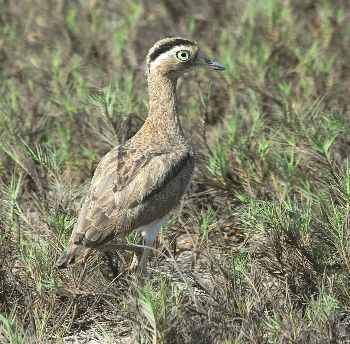 El Canto Del Pájaro Huerequeque | Loros Y Guacamayos