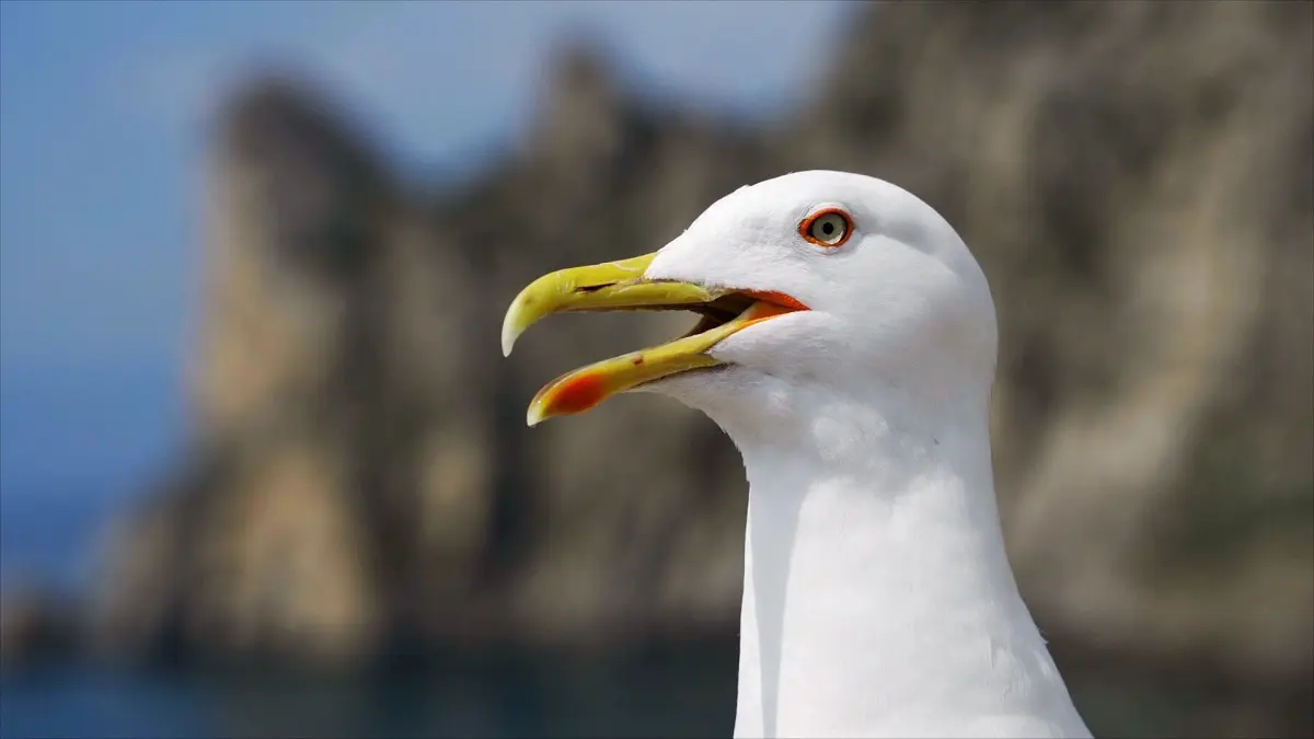 Adaptación Evolutiva: Dientes De Las Aves Y Su Importancia | Loros Y ...