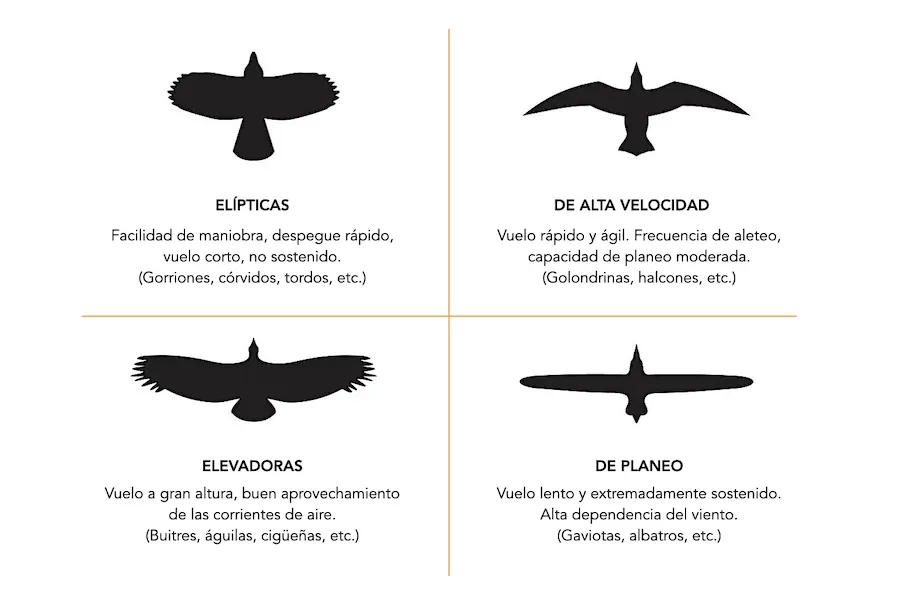 El Vuelo De Aves Y Aviones: Razones Y Mecanismos | Loros Y Guacamayos