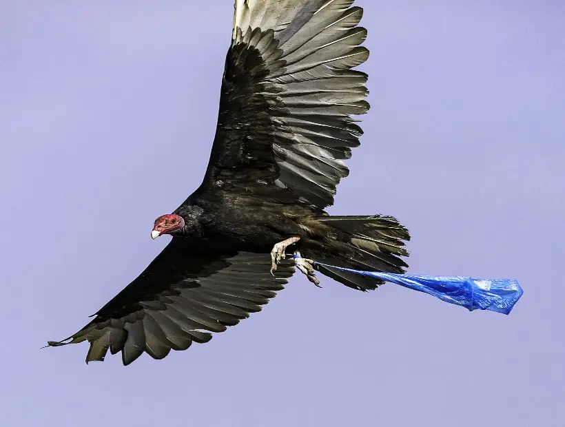 La Importancia De La Libertad De Las Aves Amarradas | Loros Y Guacamayos