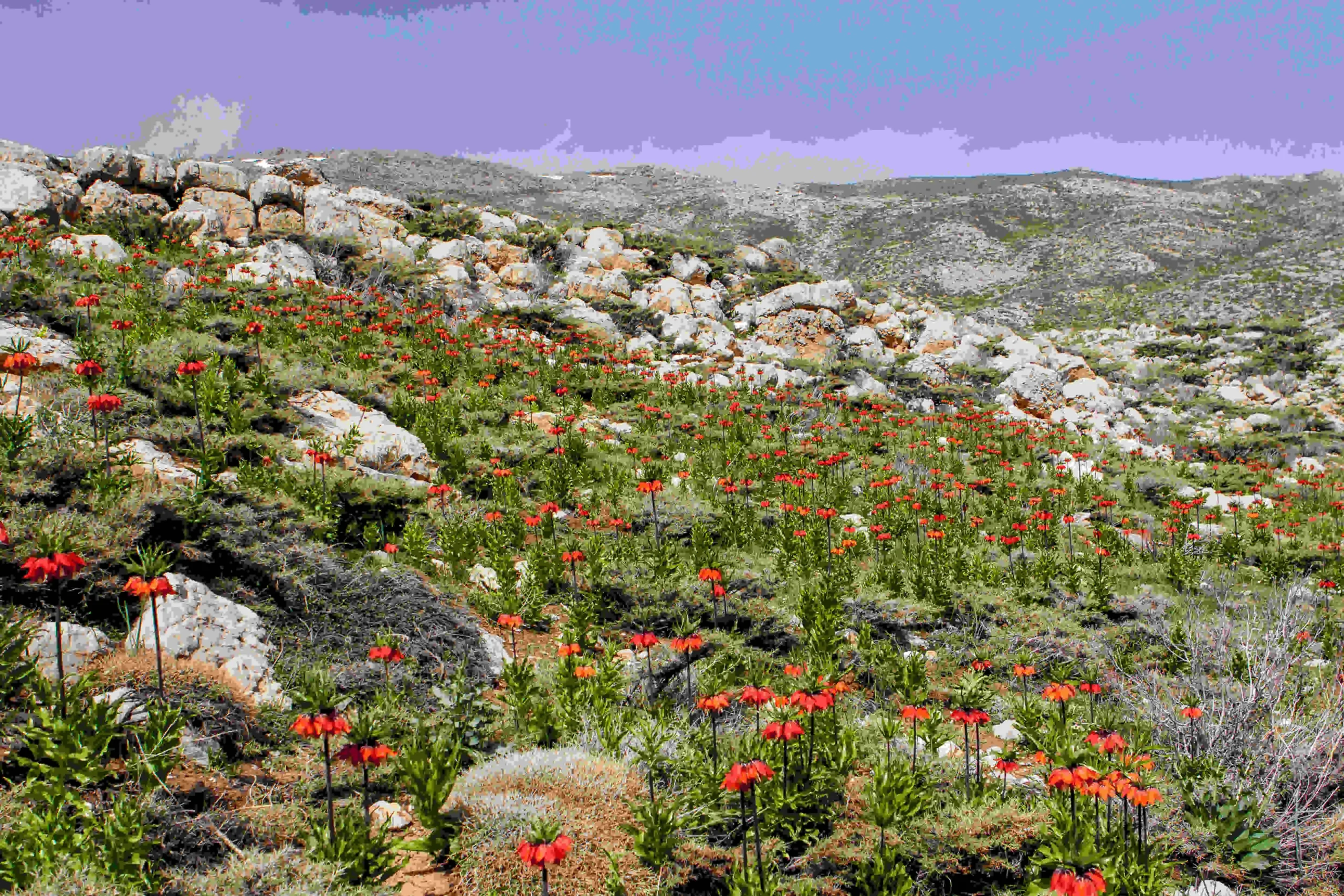 Aves De Israel: Biodiversidad única En Oriente Medio | Loros Y Guacamayos