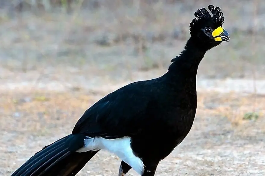Aves Del Parque Nacional Chaco: Diversidad Y Belleza En Su Fauna Aviar ...