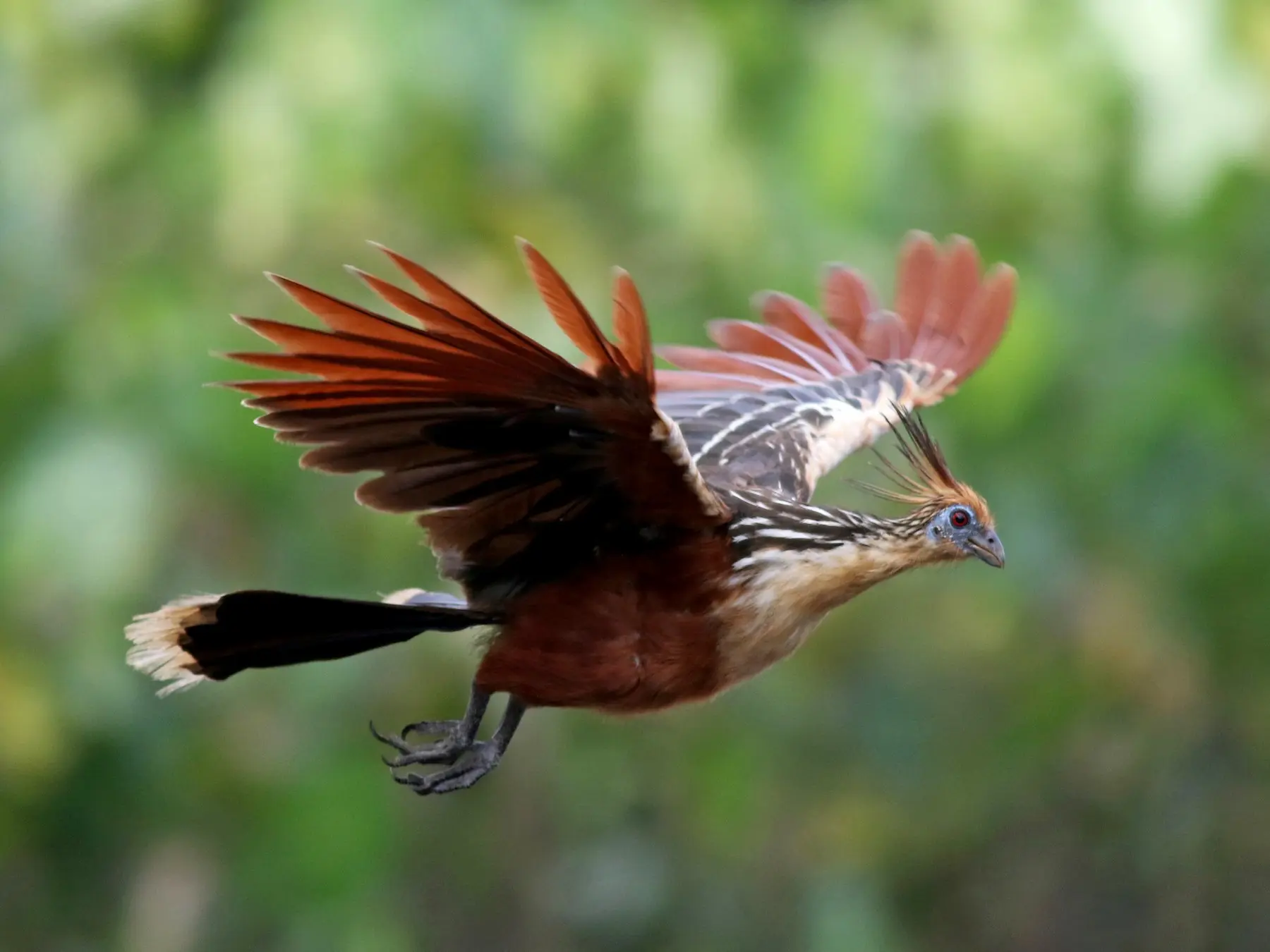 Ave Chaja: La Belleza Del Banco De Garras En Alas | Loros Y Guacamayos