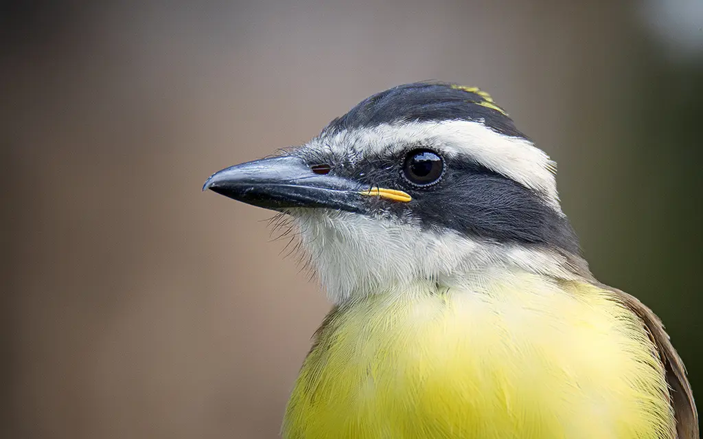 Aves De Cali: Especies Destacadas Y Avistamiento | Loros Y Guacamayos