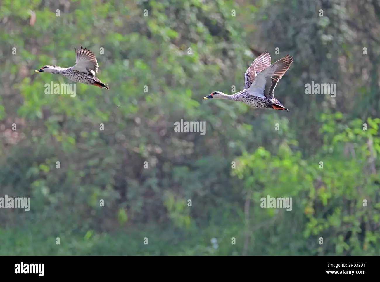 Aves Asentar: Todo Sobre Estas Increíbles Aves | Loros Y Guacamayos
