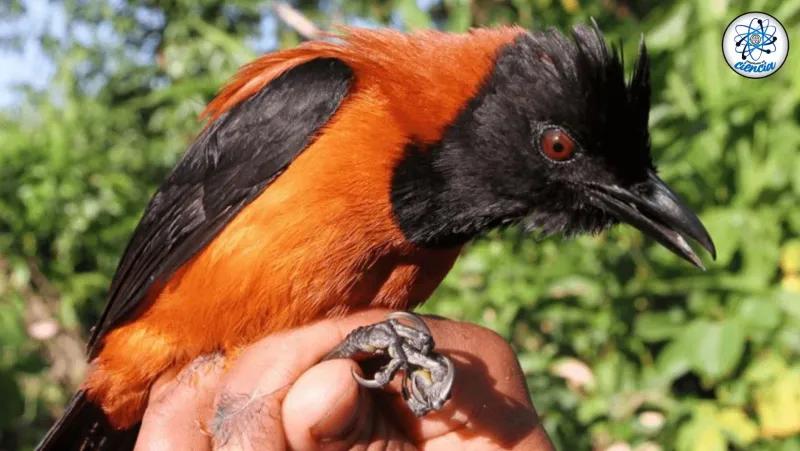 Aleteo Auricular: Causas, Síntomas Y Tratamiento | Loros Y Guacamayos