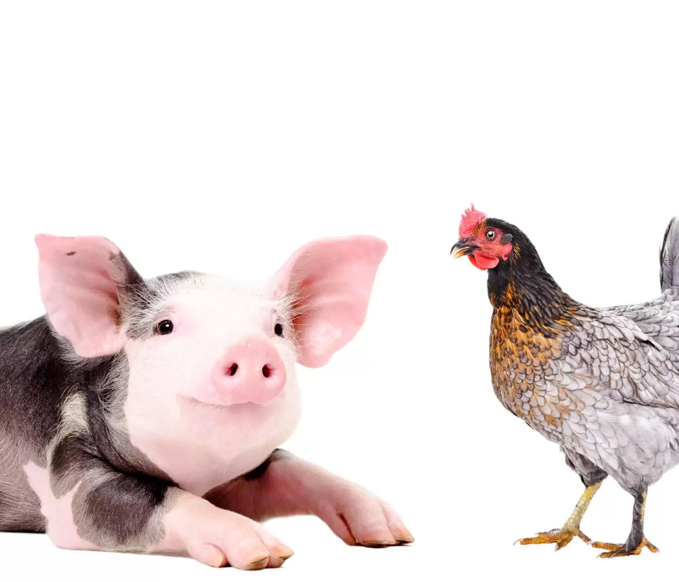 Aseguramiento De Calidad En Carne De Bovinos, Cerdos Y Aves | Loros Y ...