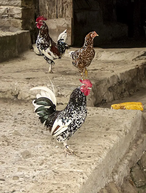 Aves Poliándricas: Comportamiento Y Ejemplos | Loros Y Guacamayos