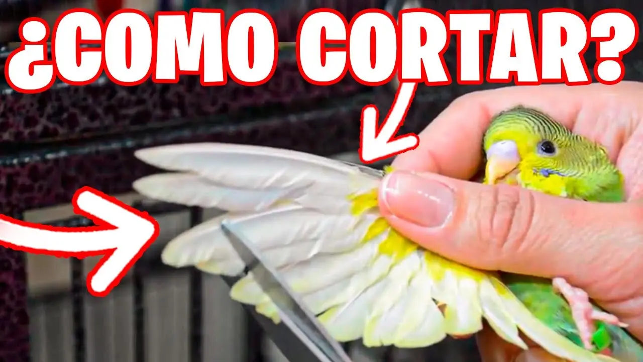 Cortar Alas De Pájaros: ética Y Efectividad | Loros Y Guacamayos