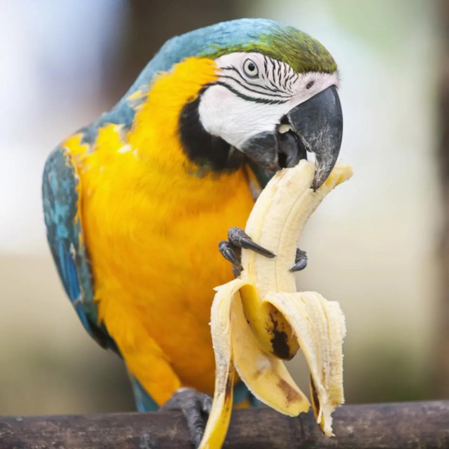 La Alimentación Adecuada Para Loros: ¿pueden Comer Perejil? | Loros Y ...