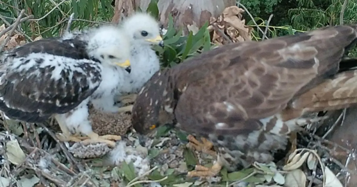 Abejero Europeo: Controlador Natural De Avispas | Loros Y Guacamayos