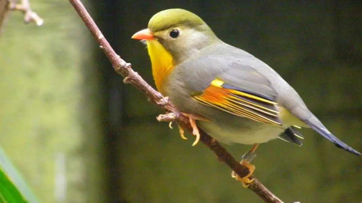 Aves Asentar: Todo Sobre Estas Increíbles Aves | Loros Y Guacamayos