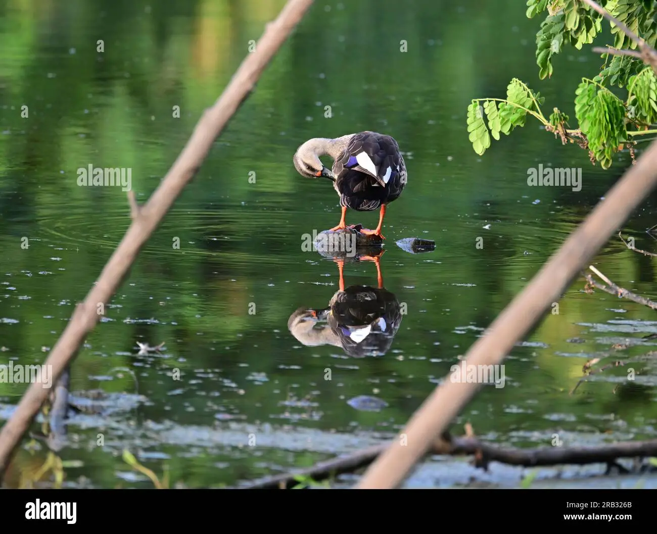 Aves Asentar: Todo Sobre Estas Increíbles Aves | Loros Y Guacamayos
