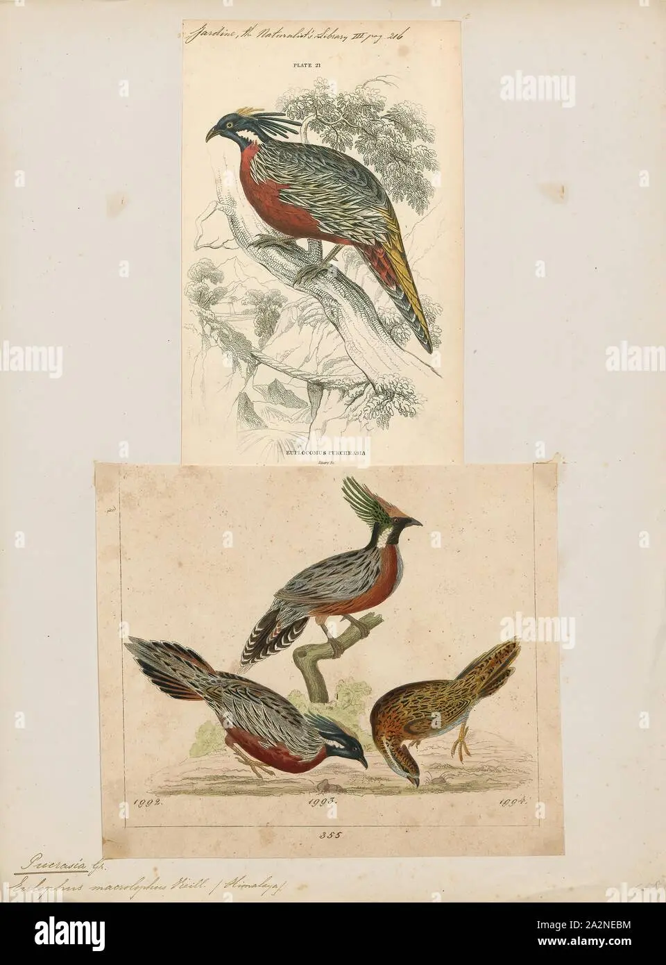 Aves Poliándricas: Comportamiento Y Ejemplos | Loros Y Guacamayos