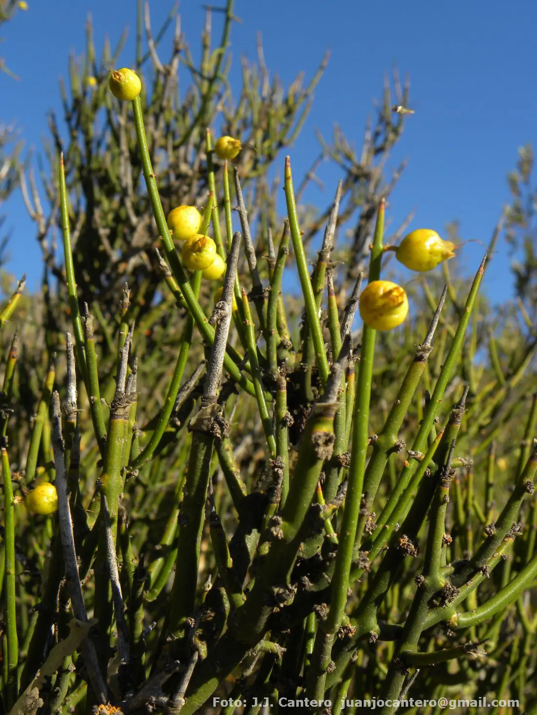 Ala Del Loro Planta: Propiedades, Usos Y Características Morfológicas ...