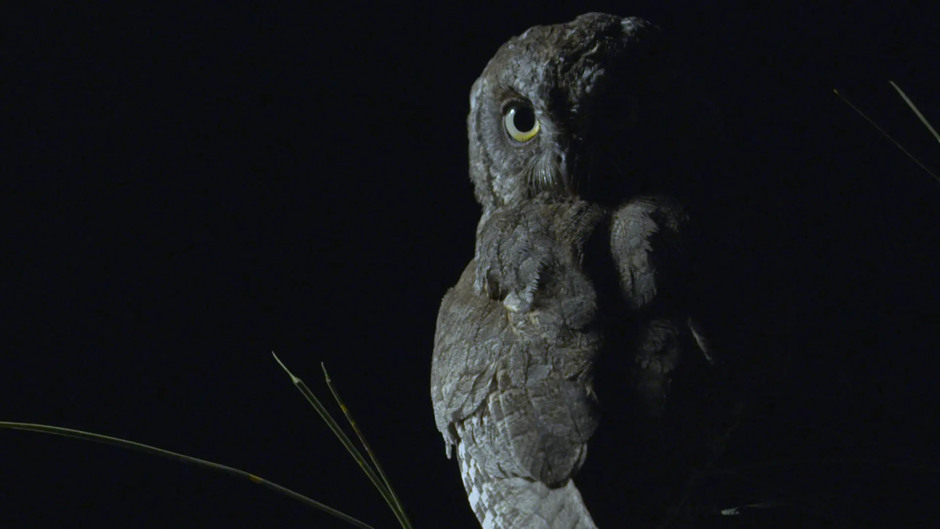 Autillo Europeo: Ave Rapaz Nocturna Y Migratoria | Loros Y Guacamayos